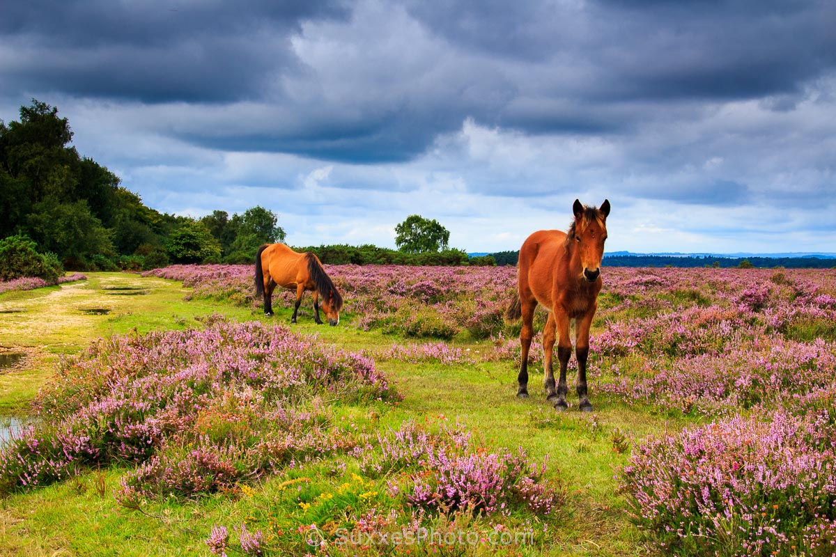 Wild horses new forest fritham UK Landscape Photography Wild horses new forest fritham UK Landscape Photography