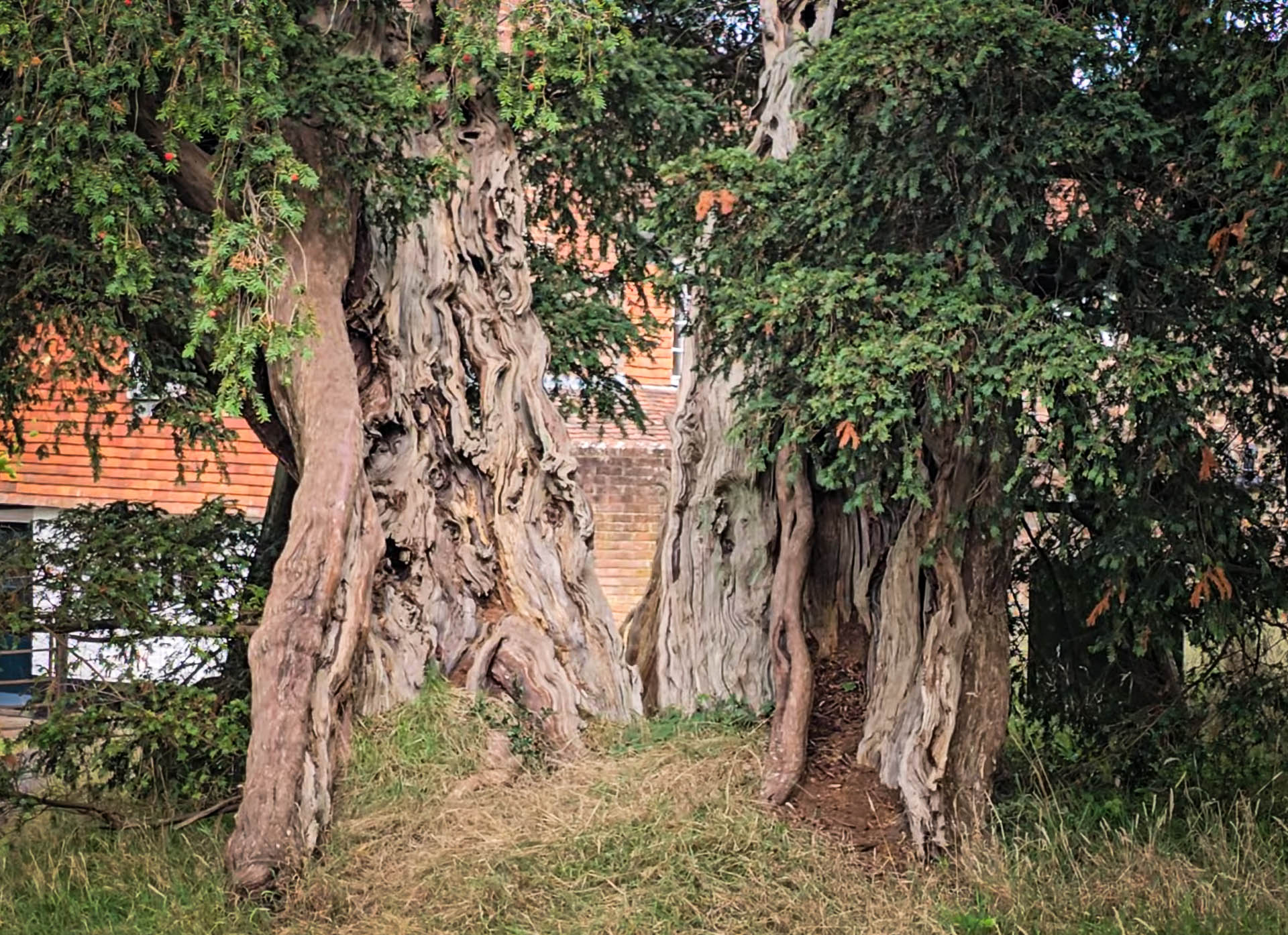 The Ancient Yew of Rotherfield – St Denys Church and 1,500 Years of ...